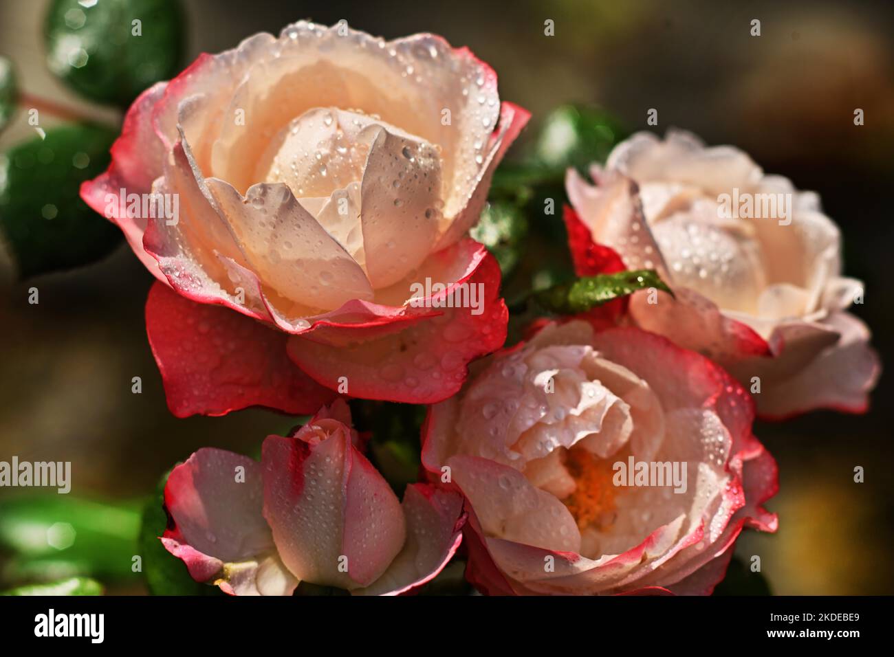 Garden roses after a rain in the front garden, Germany Stock Photo - Alamy