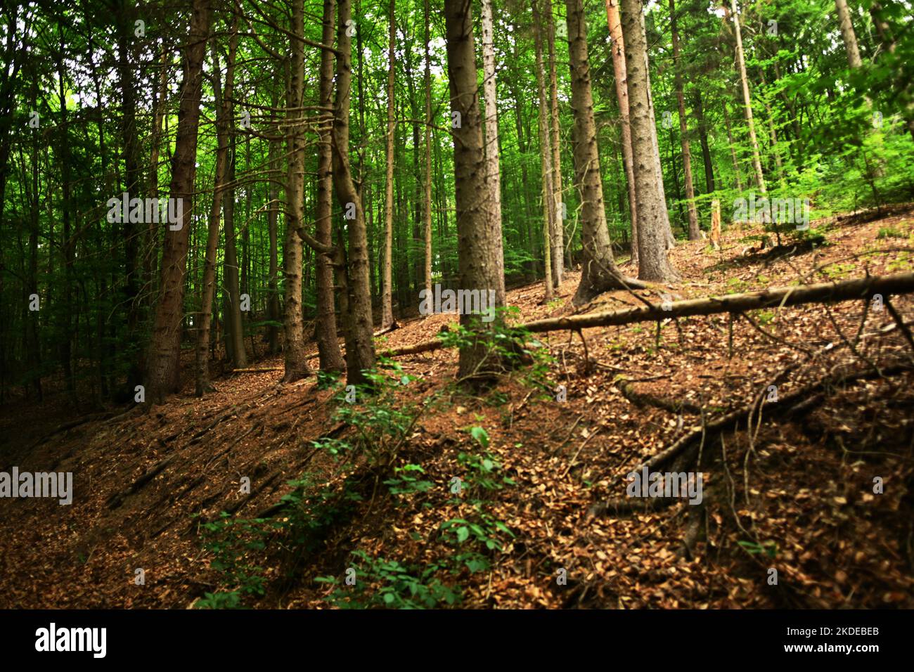 Forest damage in the Sauerland region has caused about 40 % of the ...