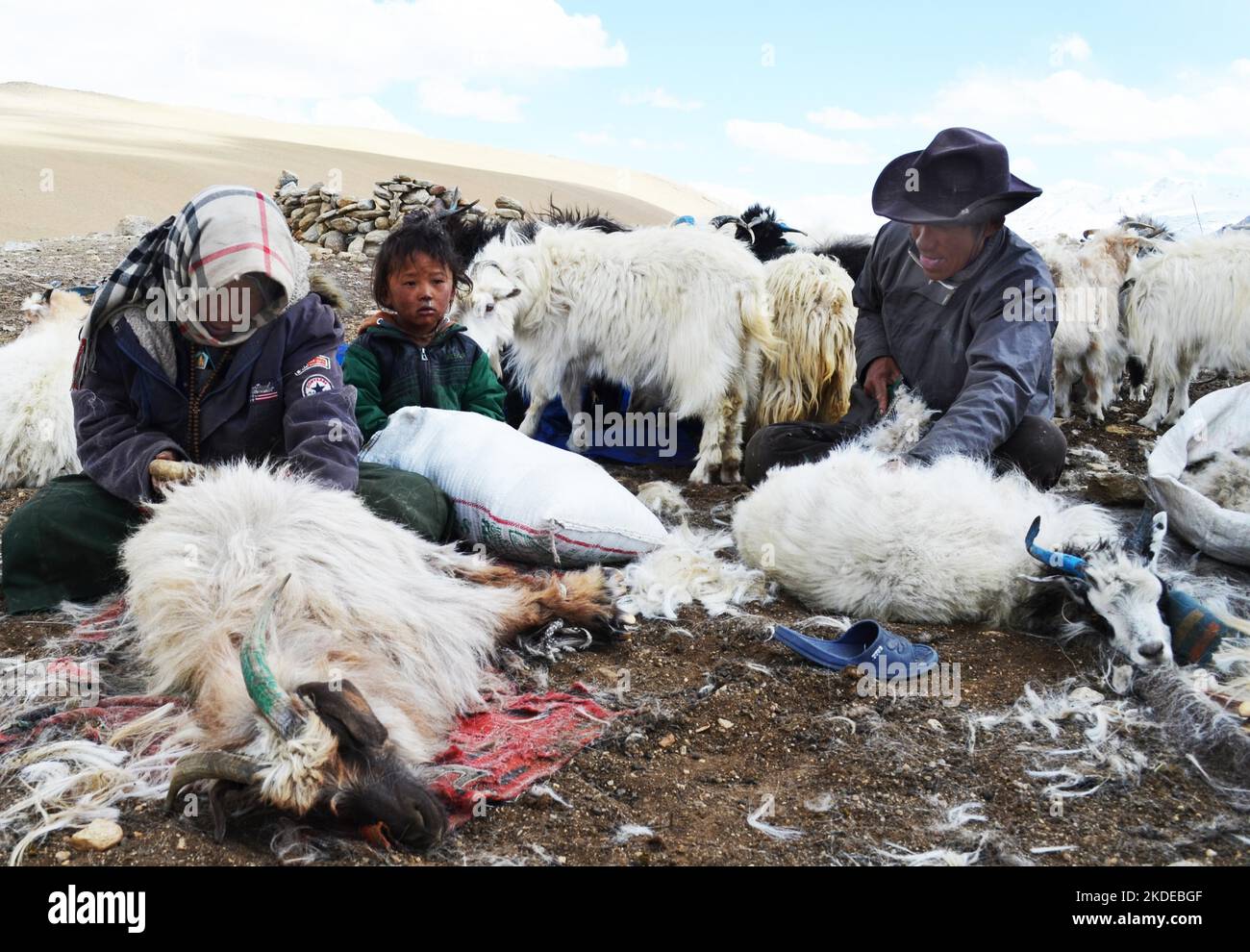 Antelope goats hi-res stock photography and images - Alamy