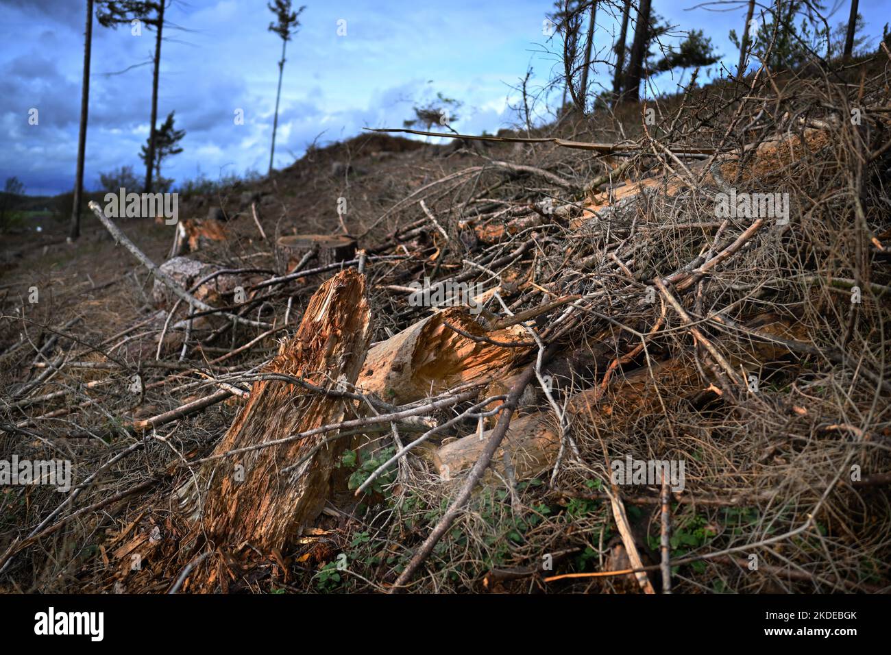 Trees damaged by climatic warming, drought, wind breakage and bark ...