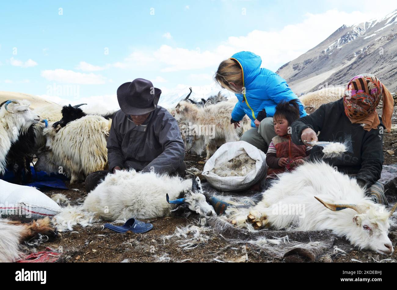 Pashmina goat hi-res stock photography and images - Alamy