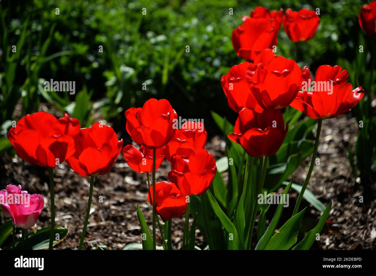 Spring 2016 also led to an explosion of colours in the Sauerland, DEU ...