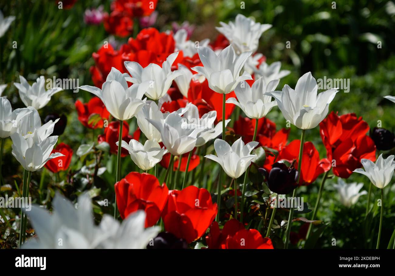 Spring 2016 also led to an explosion of colours in the Sauerland, DEU ...