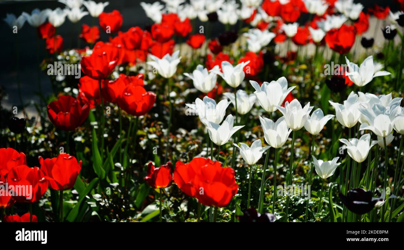 Spring 2016 also led to an explosion of colours in the Sauerland, DEU ...