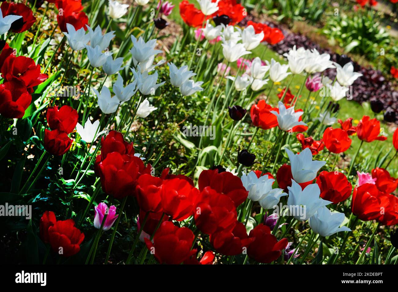 Spring 2016 also led to an explosion of colours in the Sauerland, DEU ...