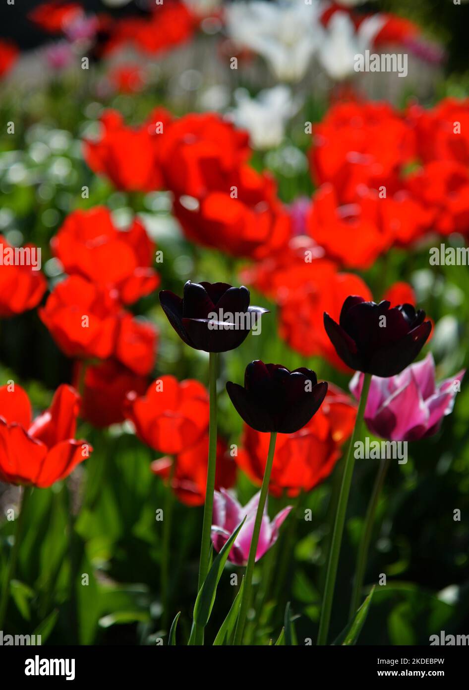Spring 2016 also led to an explosion of colours in the Sauerland, DEU ...