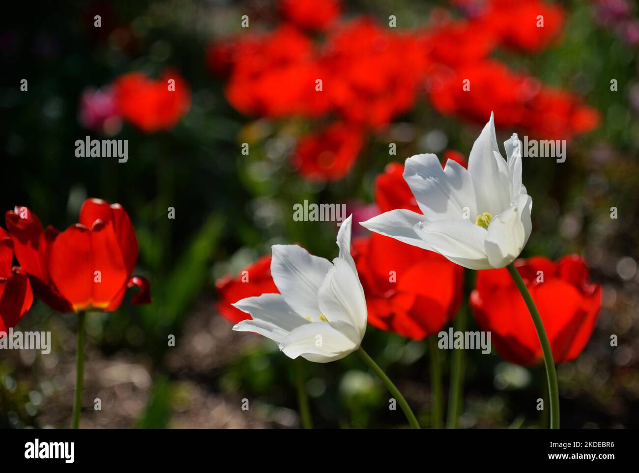 Spring 2016 also led to an explosion of colours in the Sauerland, DEU ...