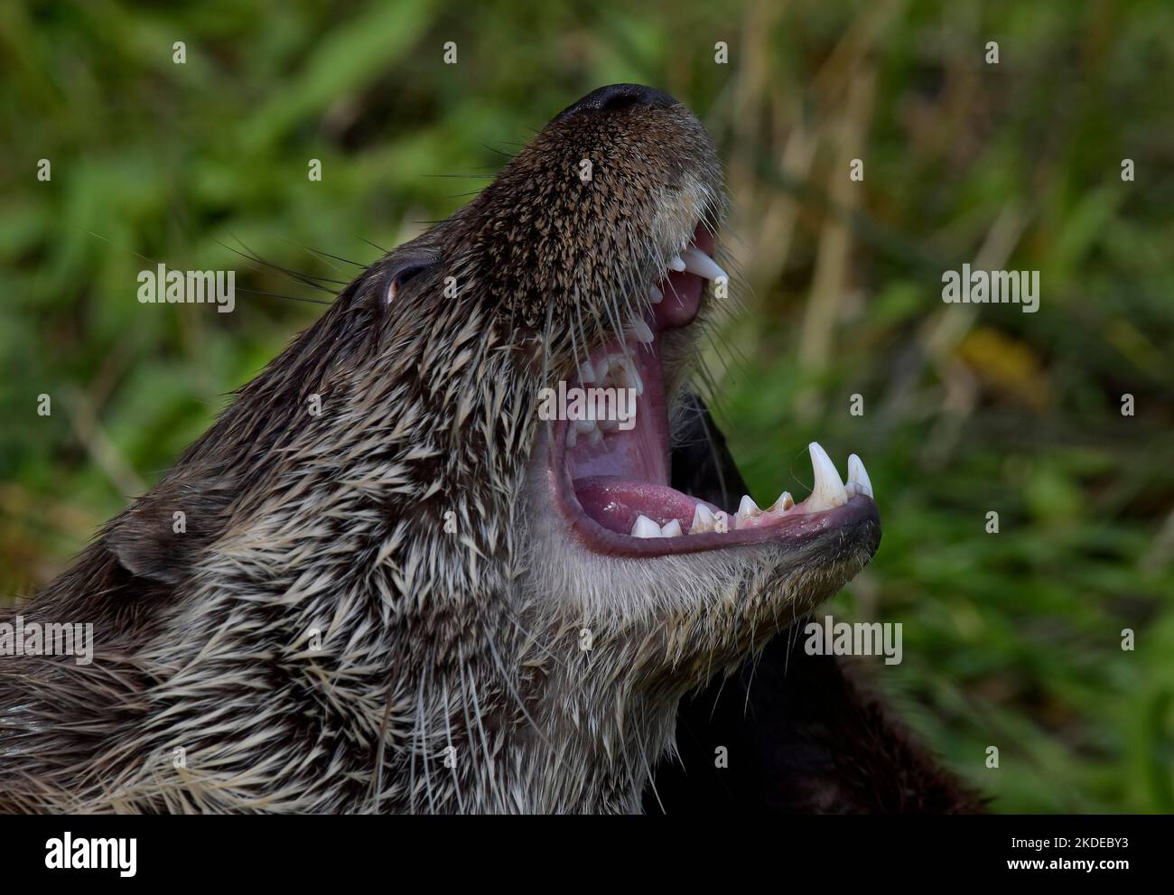 Otter Teeth