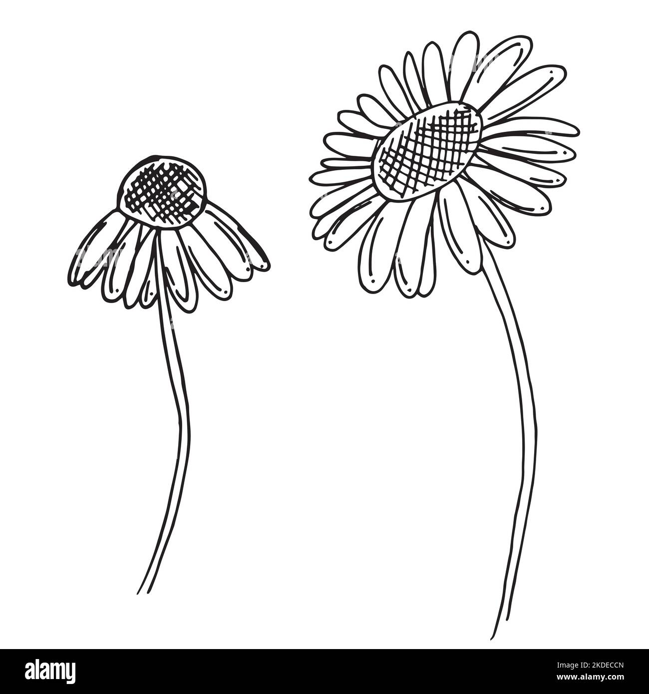 Daisies Tumblr Drawing