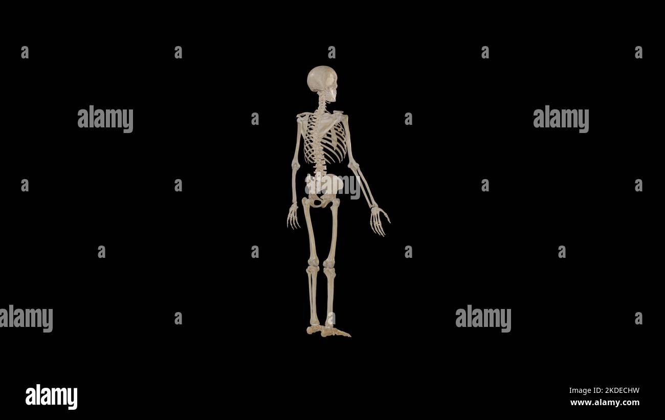 Posterior-lateral View of Skeletal System Stock Photo - Alamy