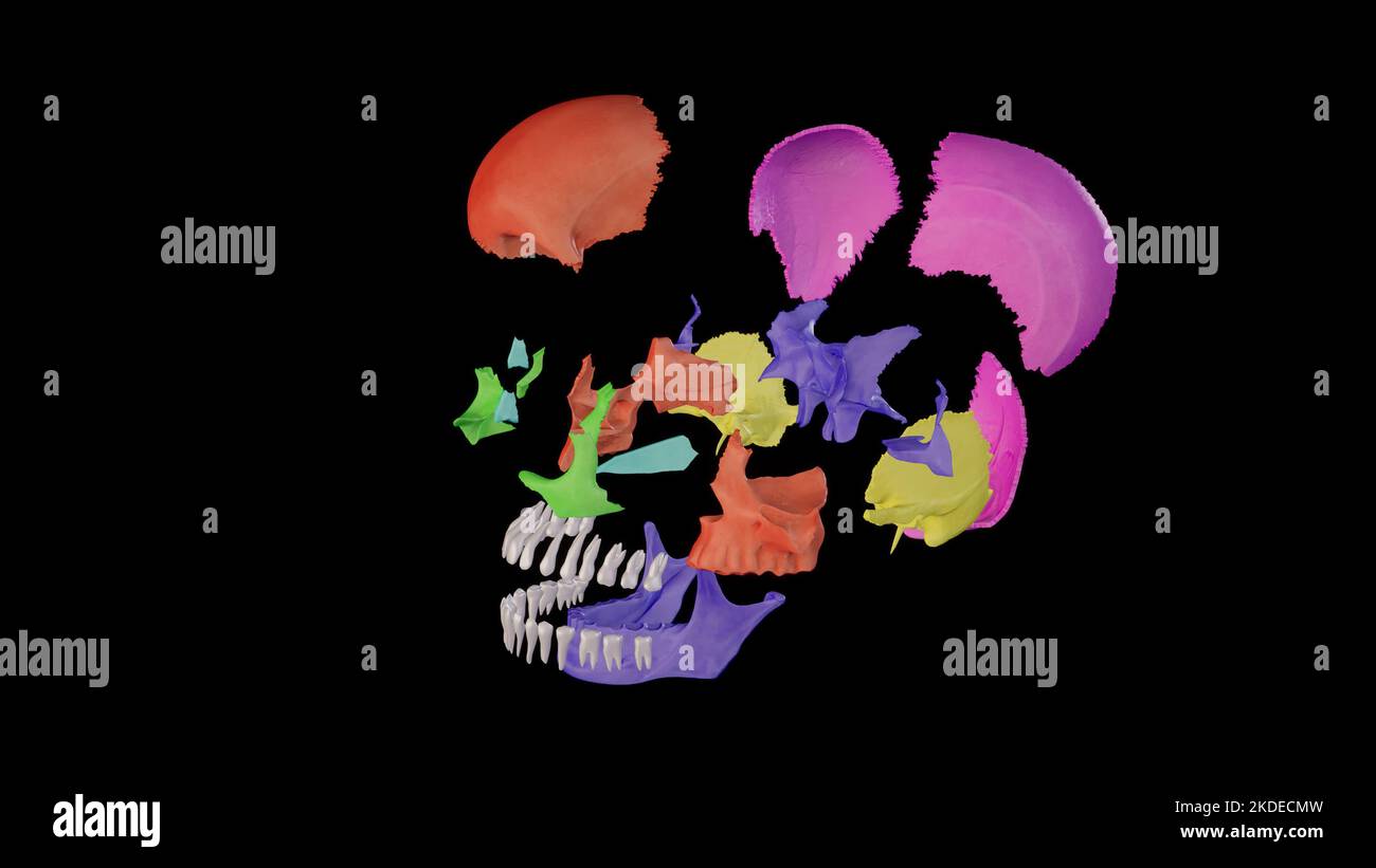 Bones of Skull Scattered Stock Photo - Alamy