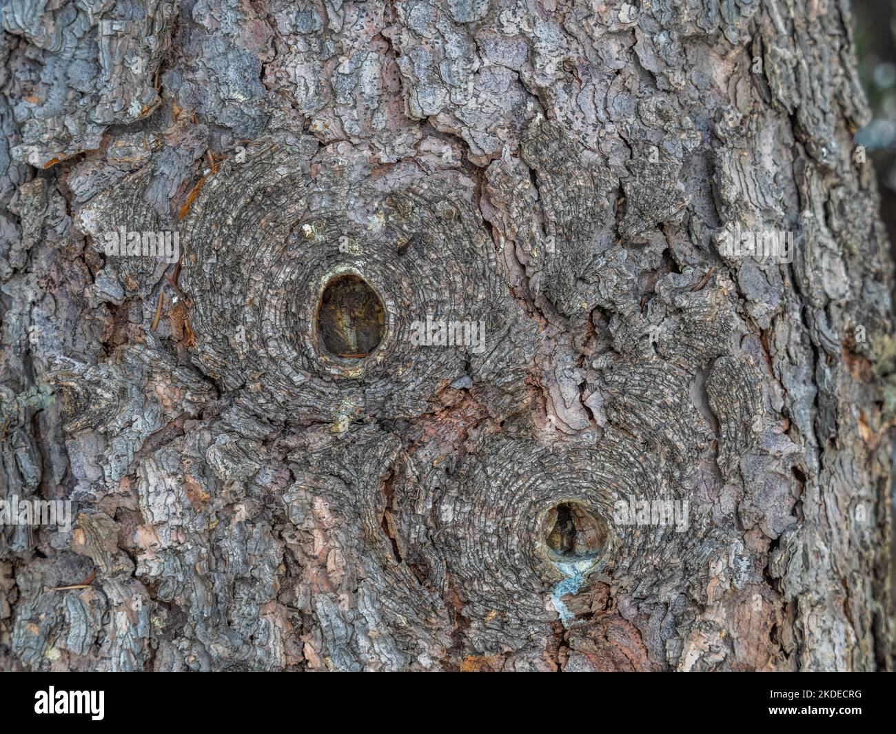 Bark texture and background of a old fir tree trunk. Detailed bark ...
