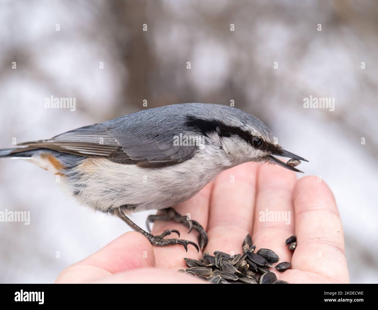 The Eurasian nuthatch eats seeds from a man's hand. Hungry bird wood ...