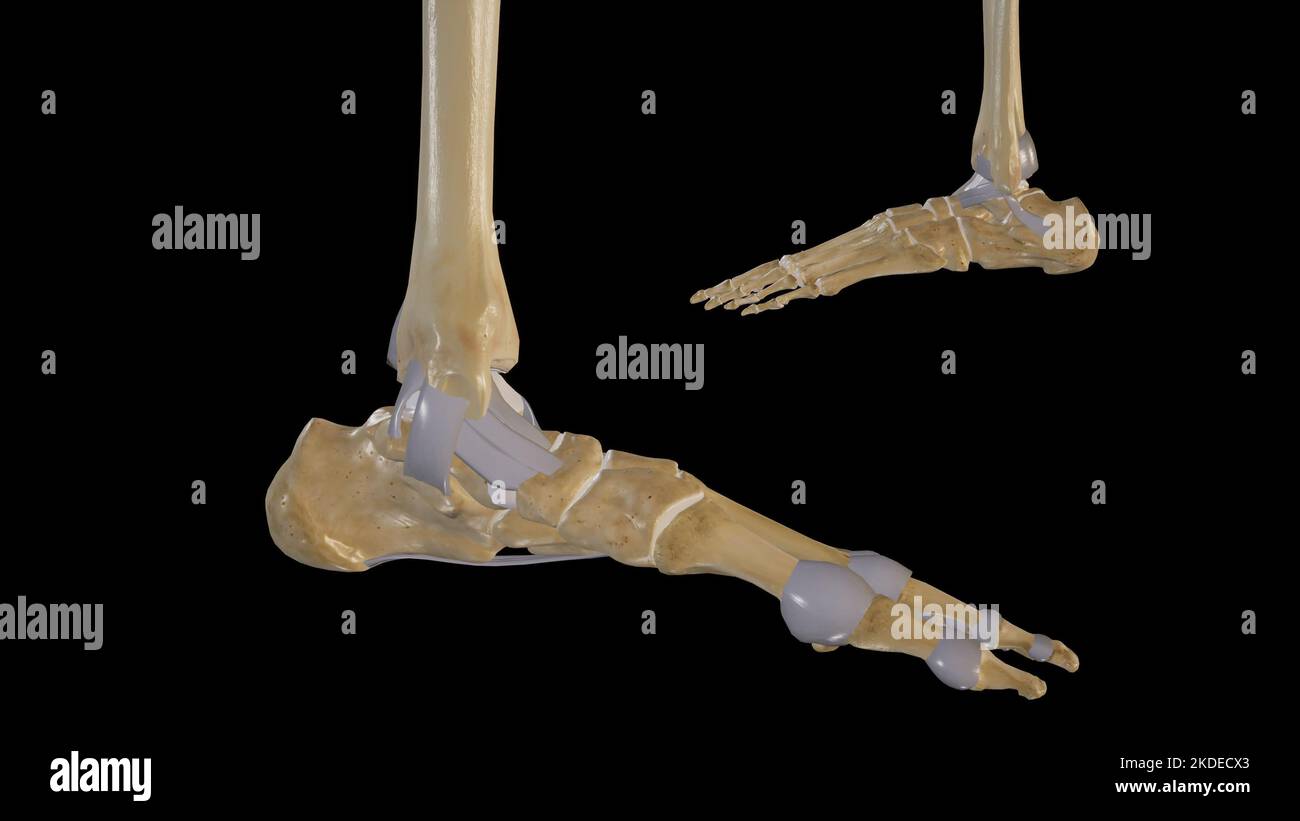 Ankle Joint Medial and Lateral Views Stock Photo - Alamy