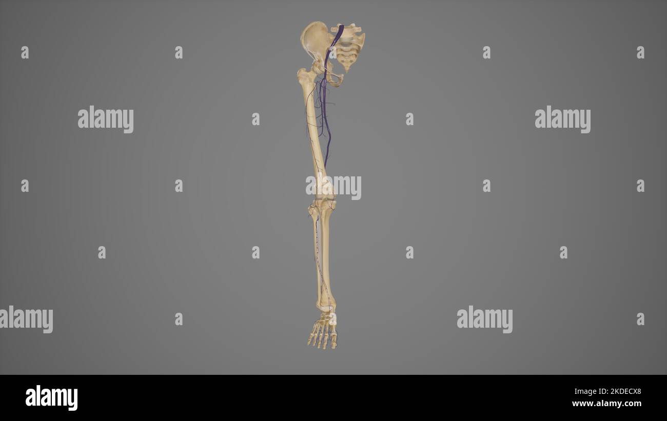 Venous drainage of lower limb hi-res stock photography and images - Alamy