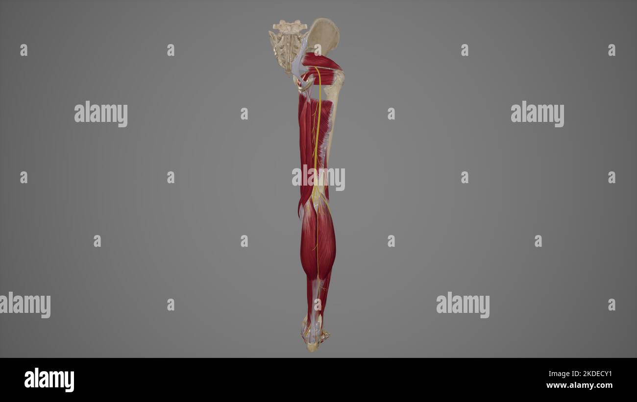 Anatomical Illustration of Sciatic Nerve Stock Photo - Alamy