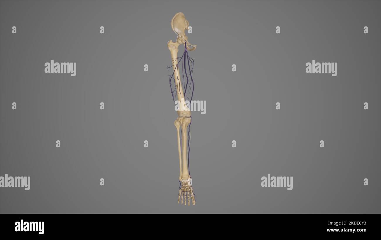 Accessory saphenous vein hi-res stock photography and images - Alamy