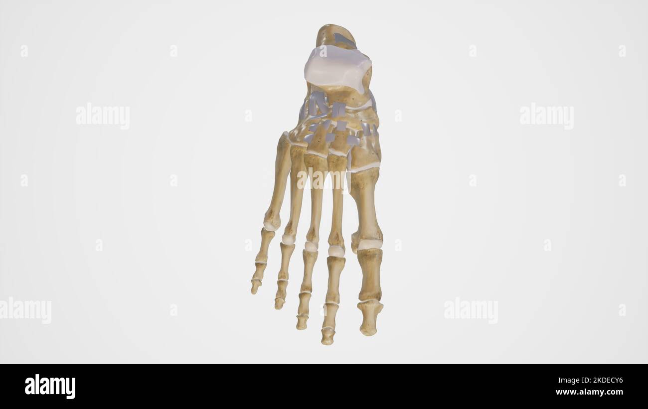 Anatomical Illustration of Tarsal Joints Stock Photo - Alamy