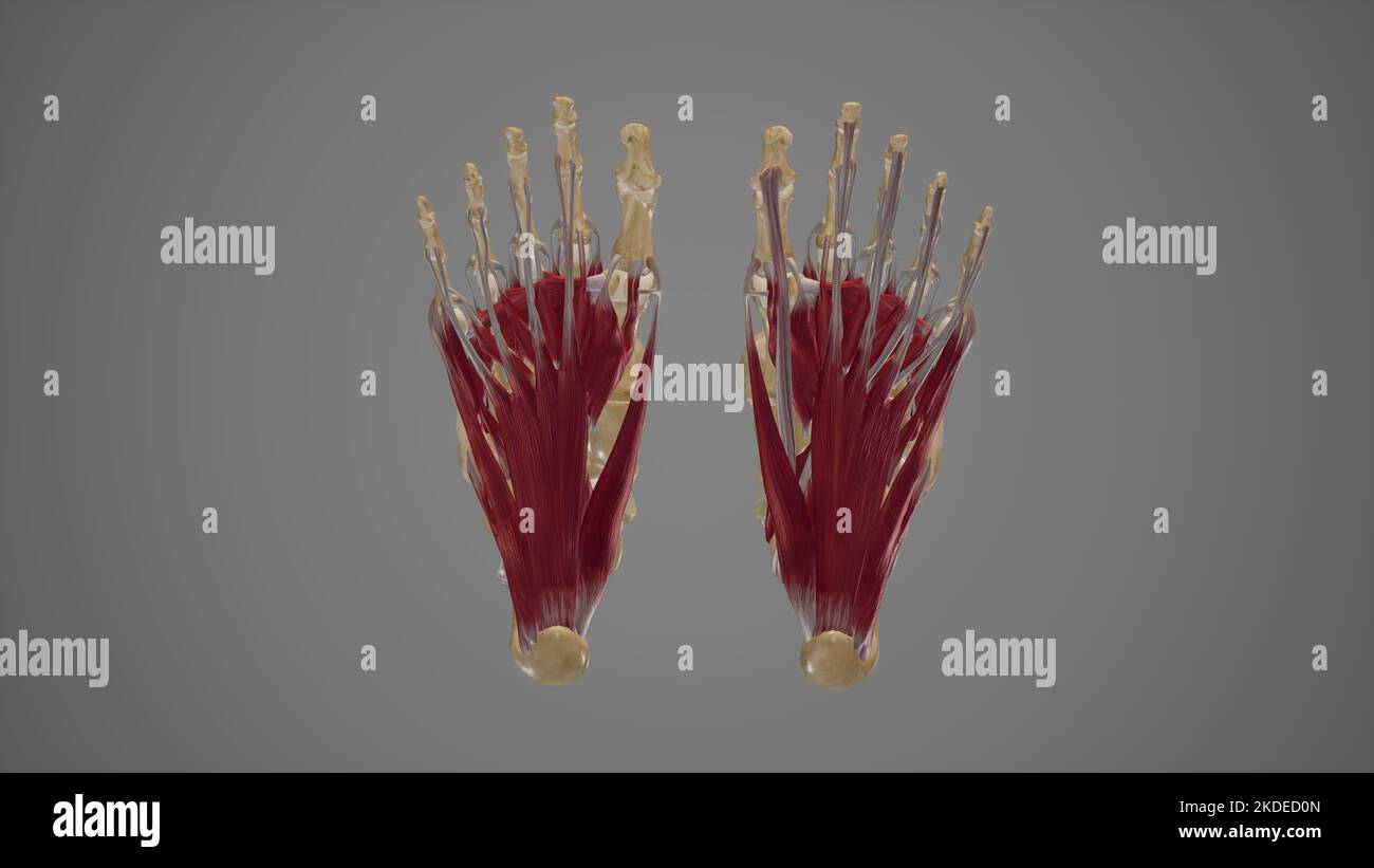 Intrinsic Muscles of Foot Stock Photo - Alamy