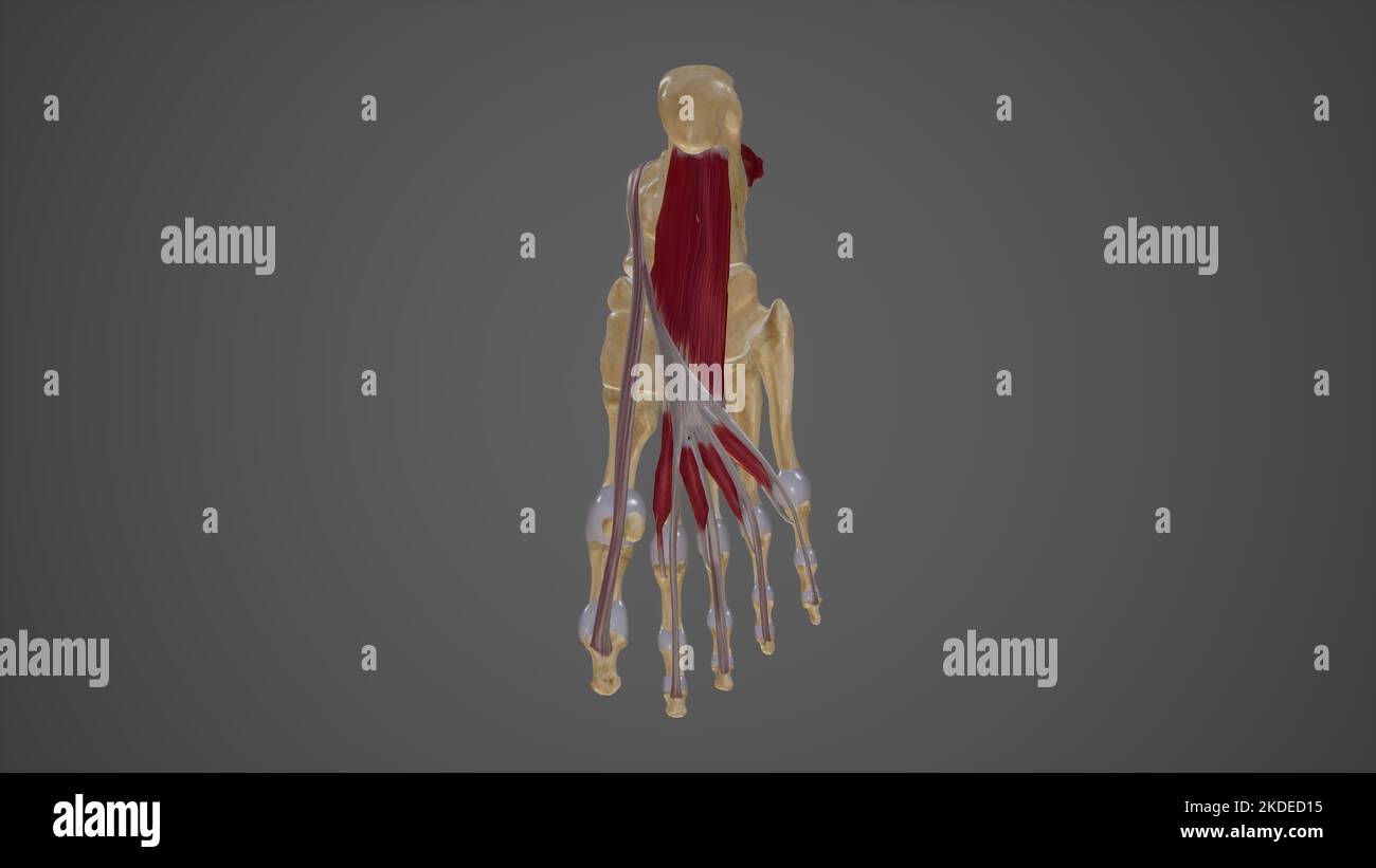 Muscles of Sole of Foot Second Layer Stock Photo - Alamy