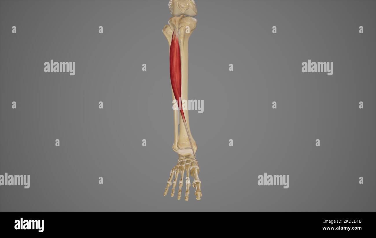Muscles of anterior compartment of the leg hi-res stock photography and ...