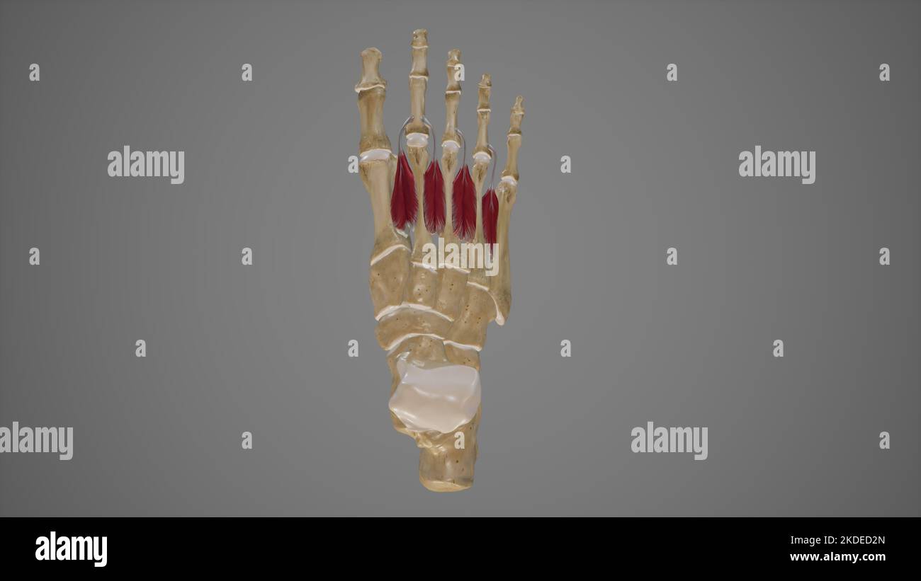 Medically Illustration of Dorsal Interosseous Muscles Stock Photo - Alamy