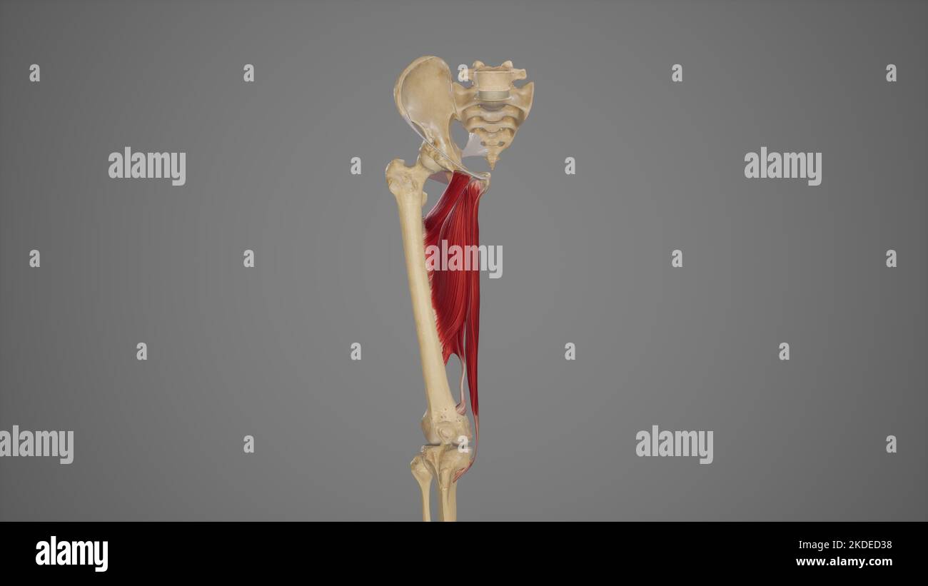 Medical Illustration of Hip Adductor Muscles Stock Photo - Alamy