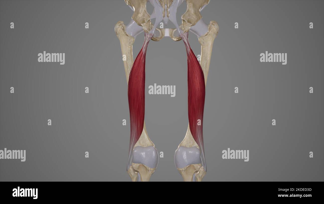 Head Of The Biceps Femoris Muscle at Luke Cornwall blog