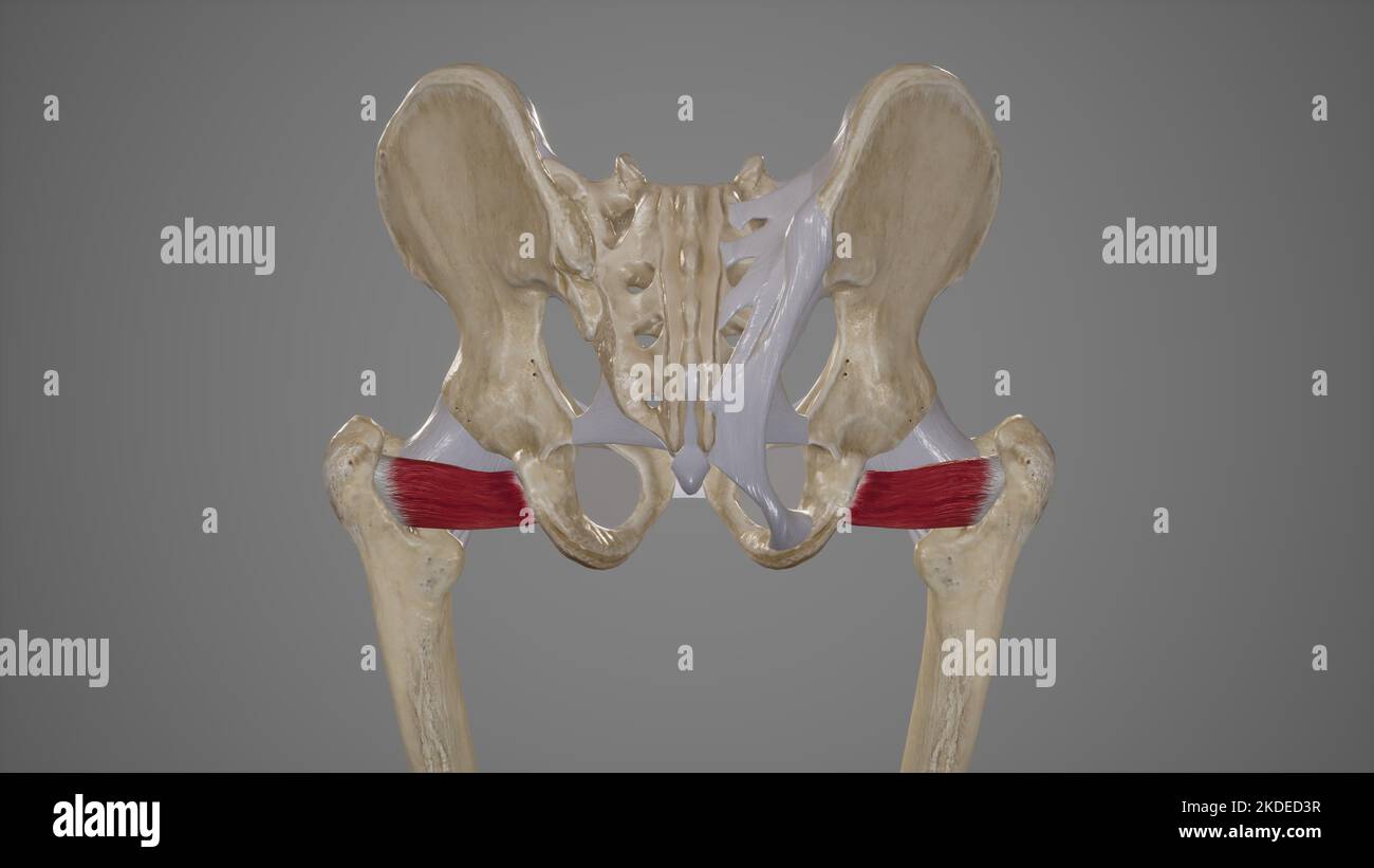 Medical Illustration of Quadratus Femoris Muscle Stock Photo - Alamy