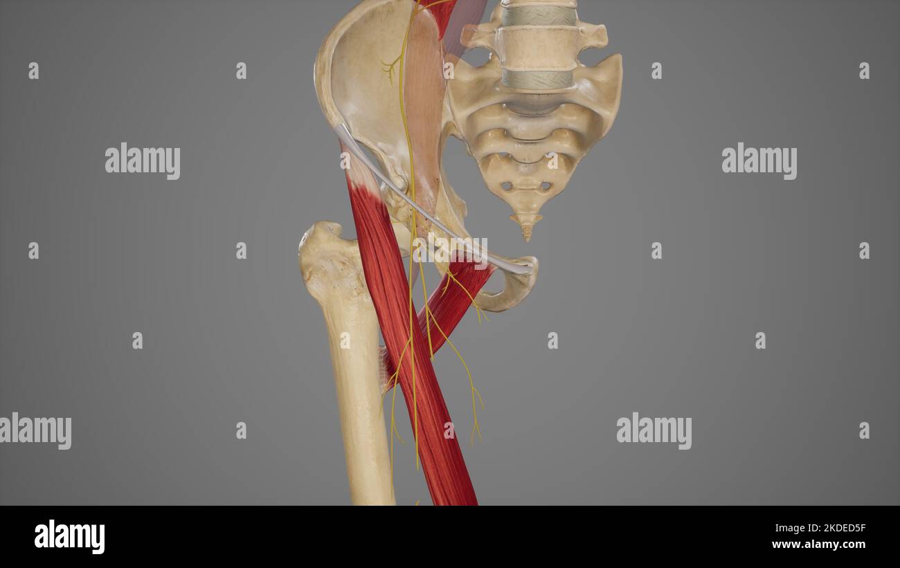 Inguinal Femoral Nerve Stretch