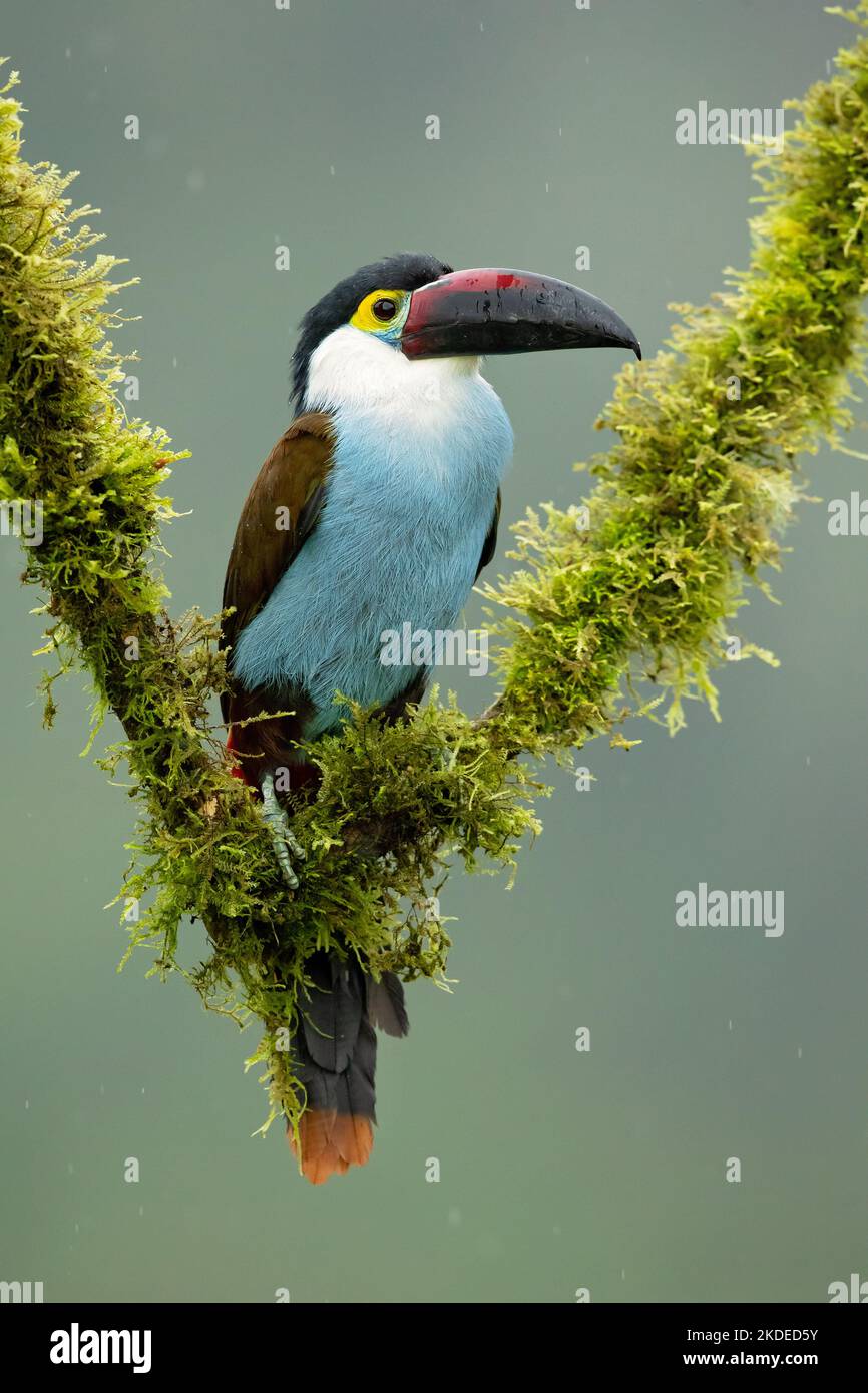 Colombian toucans hi-res stock photography and images - Alamy