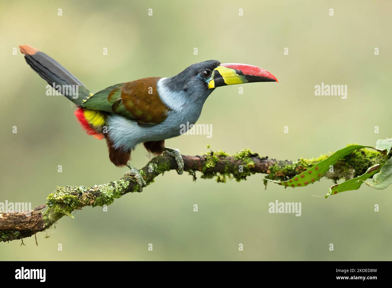 Toucans of colombia hi-res stock photography and images - Alamy