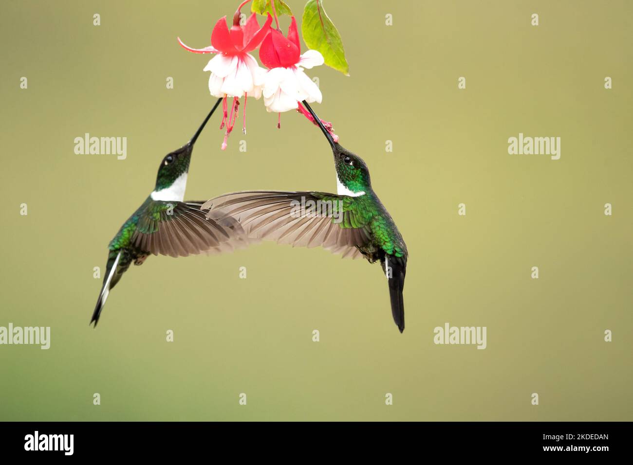 Inca hummingbirds hi-res stock photography and images - Alamy