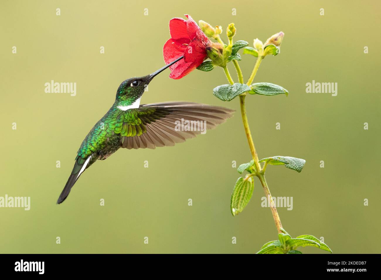 Collared inca hummingbirds hi-res stock photography and images - Alamy