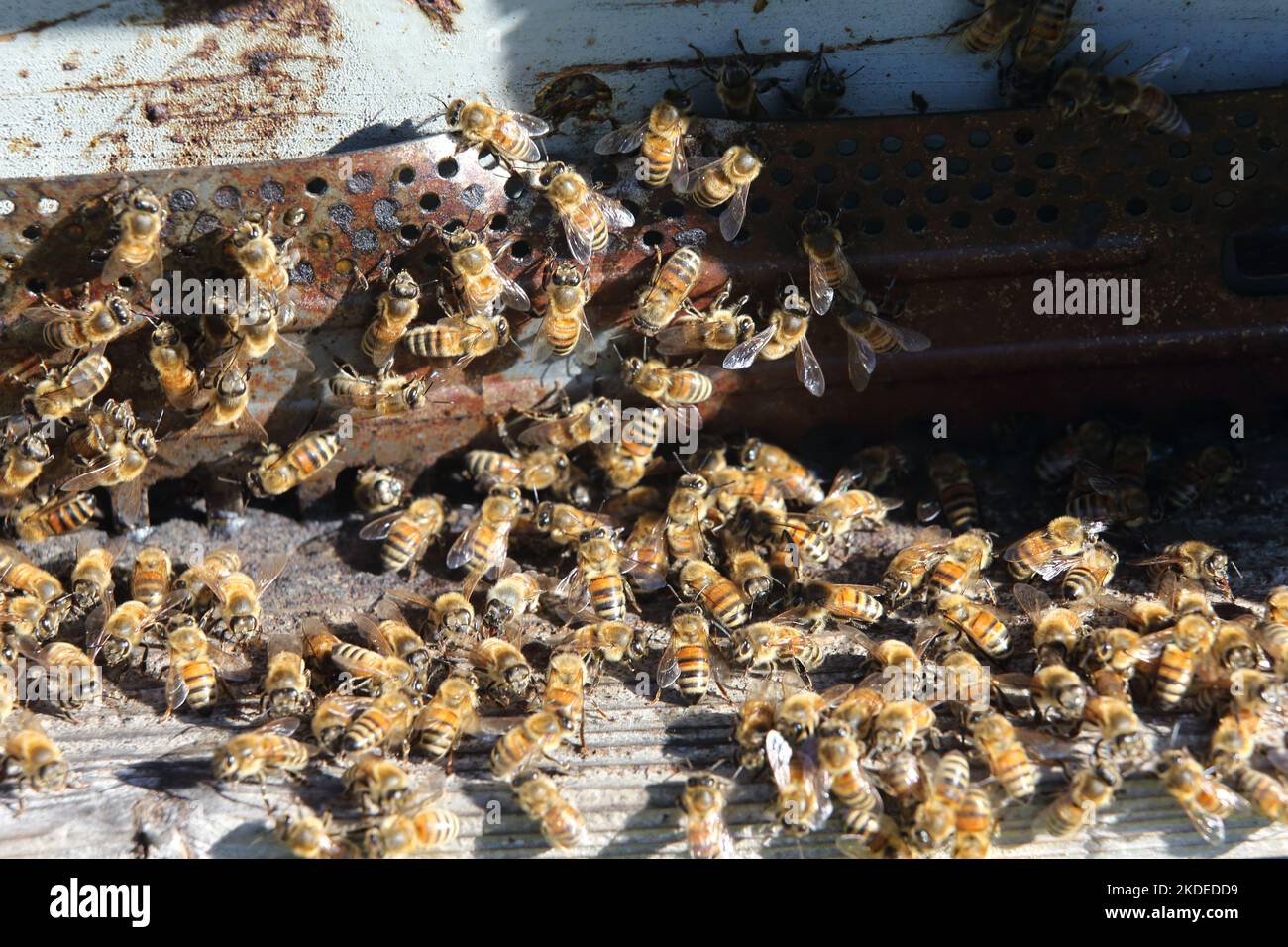 Process of beekeeping hi-res stock photography and images - Alamy