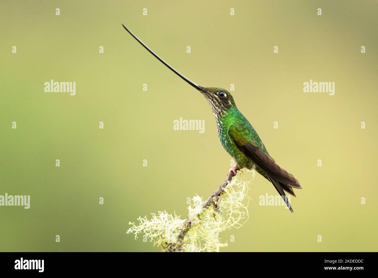 Sword billed hummingbirds hi-res stock photography and images - Alamy