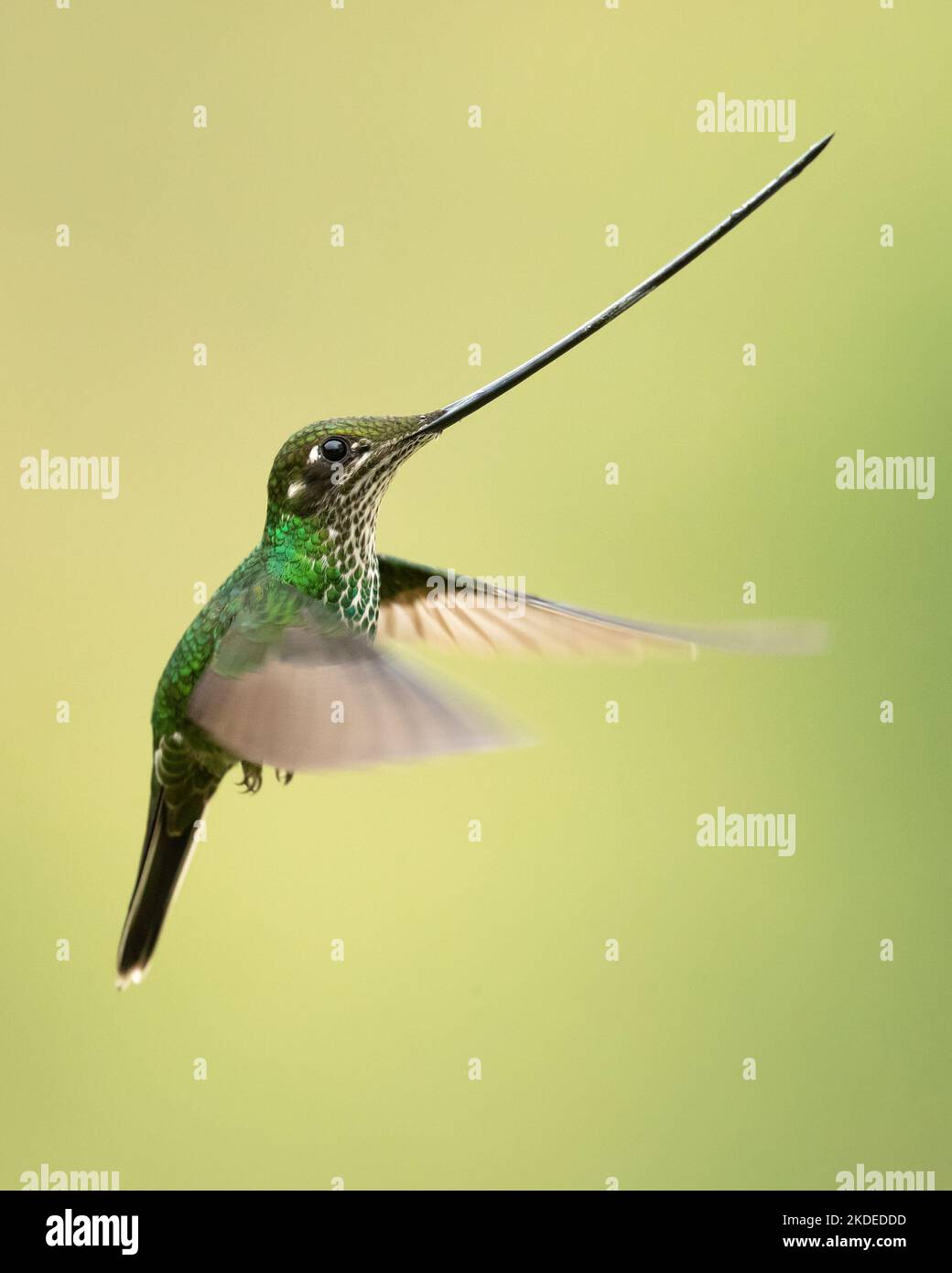 Sword billed hummingbirds hi-res stock photography and images - Alamy