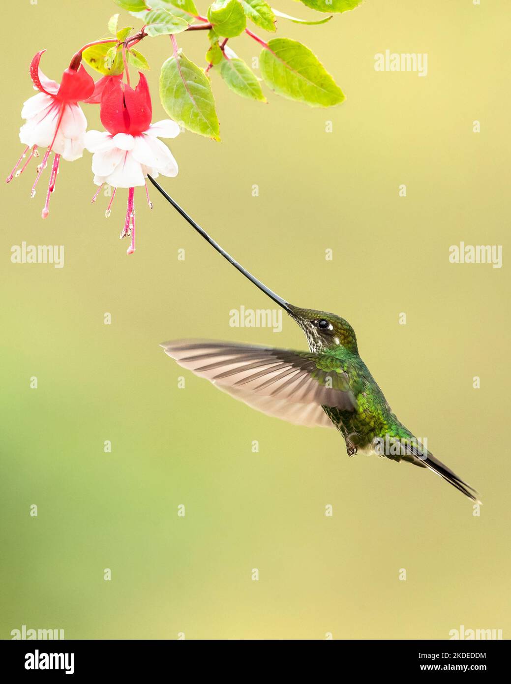 Sword billed hummingbird flower hi-res stock photography and images - Alamy