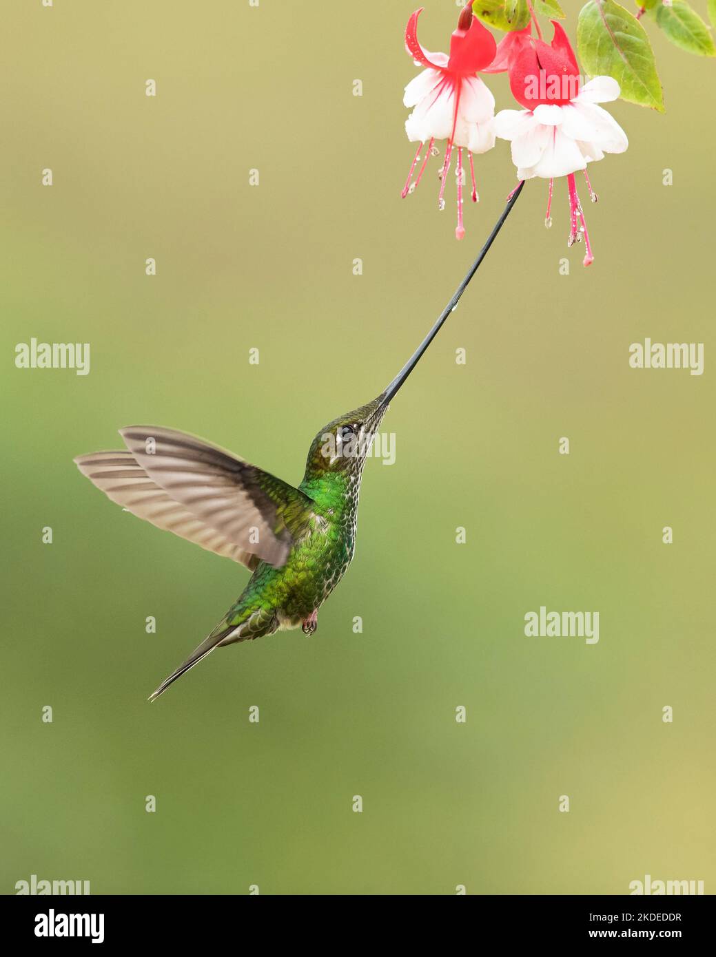 Sword billed hummingbirds hi-res stock photography and images - Alamy