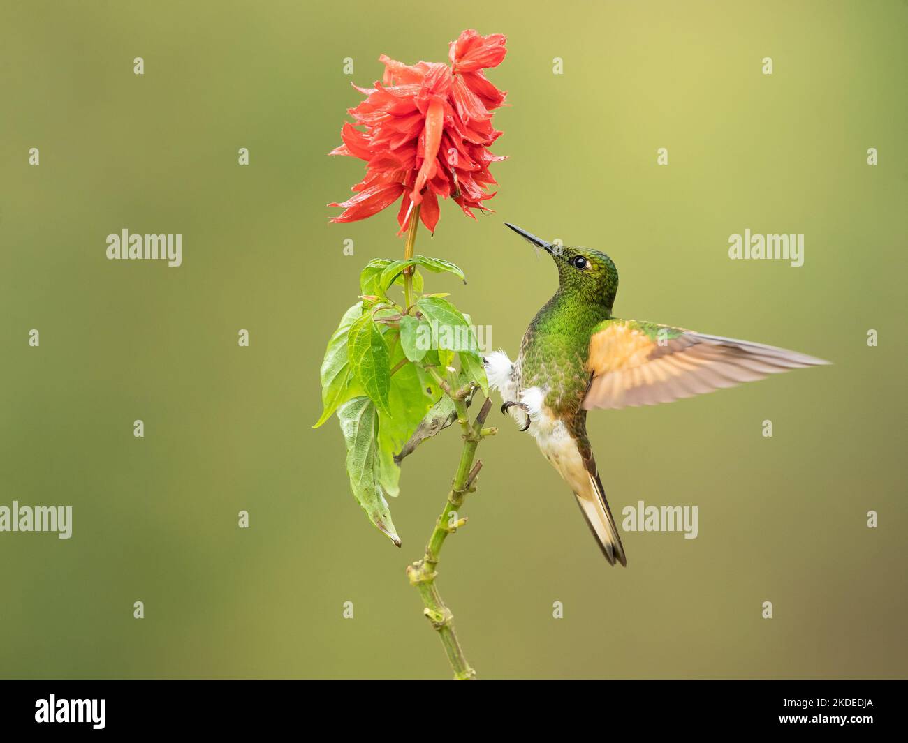 Open coronet hi-res stock photography and images - Alamy