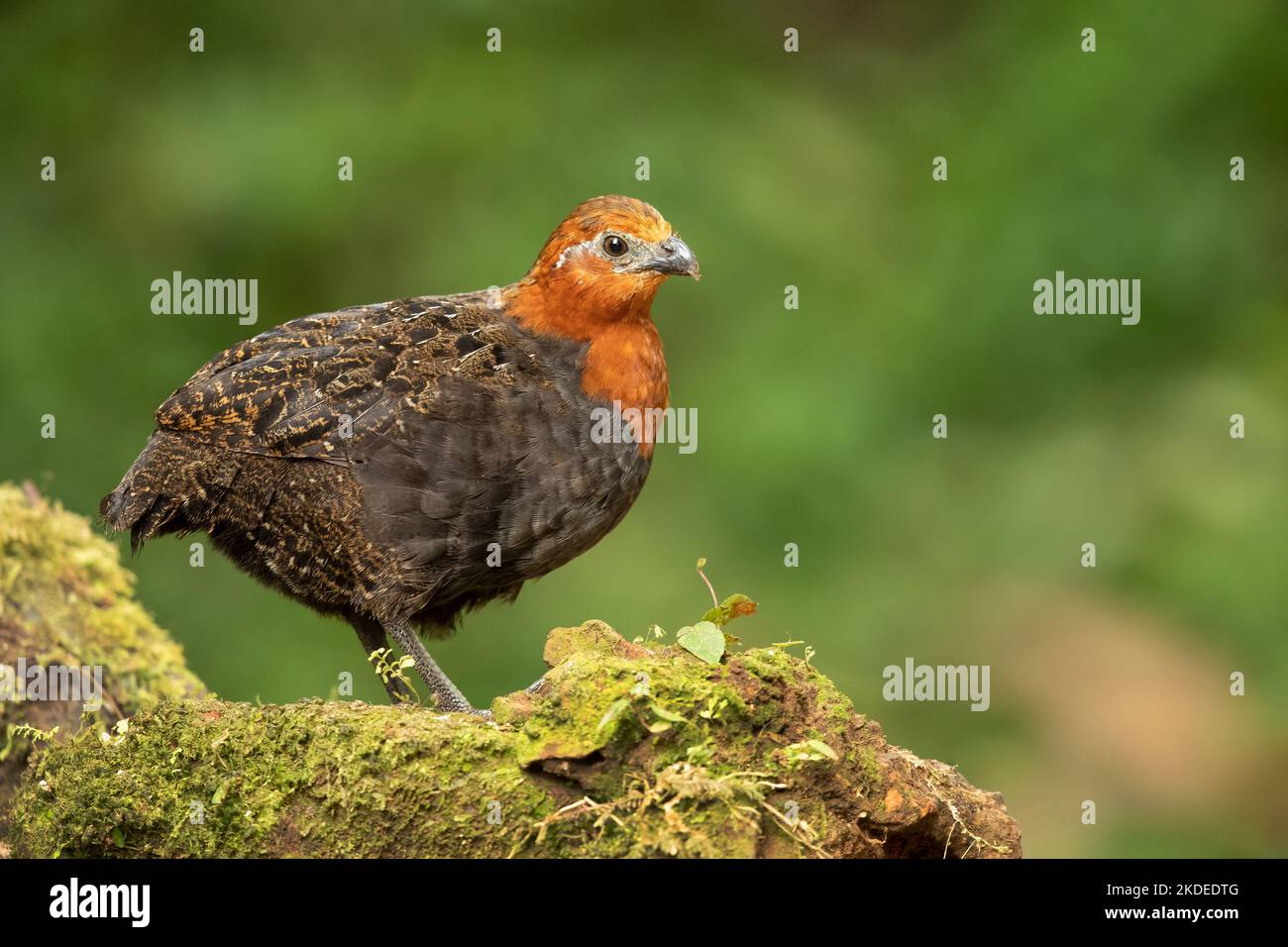 Chestnut wood quail Stock Photo - Alamy