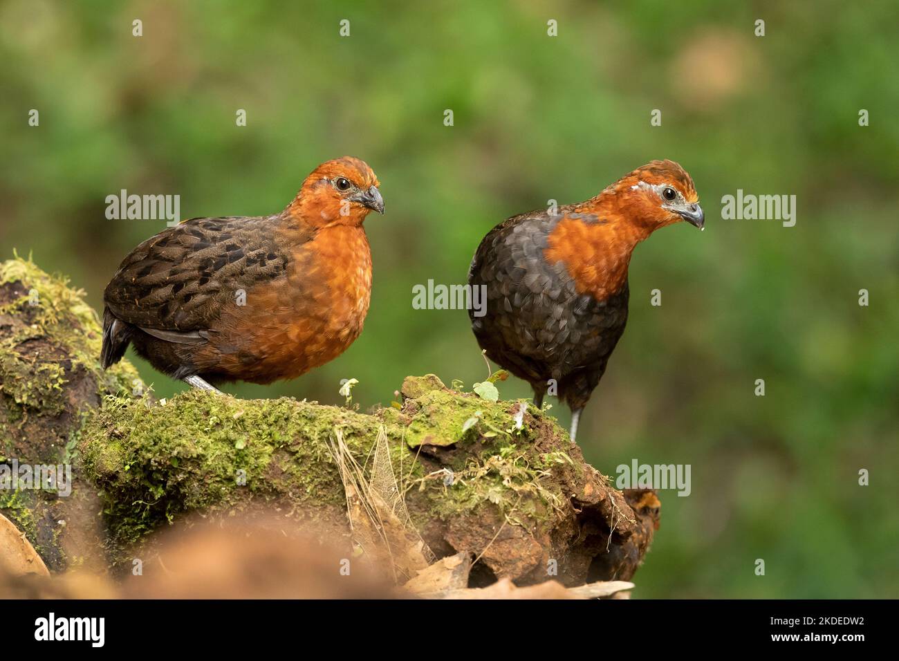 Chestnut wood quail odontophorus hyperythrus hi-res stock photography ...