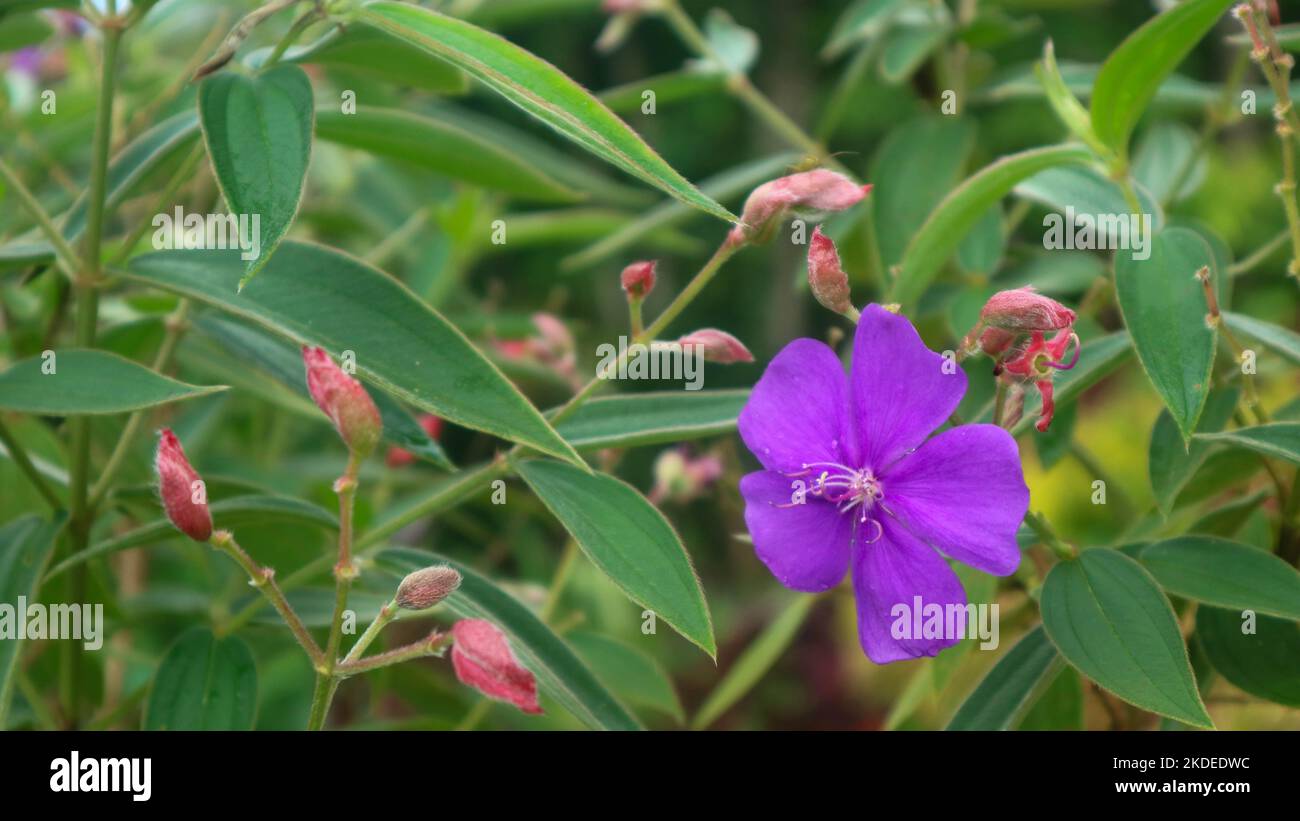 beautiful purple Pleroma urvilleana flowers as background Stock Photo ...