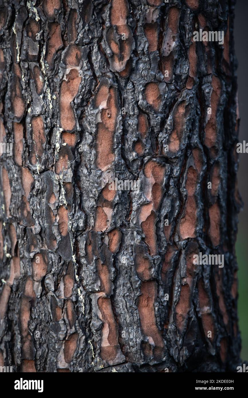Pine forest after a large scale fire in France, Landscape of a burnt ... Pine forest after a large scale fire in France, Landscape of a burnt ...