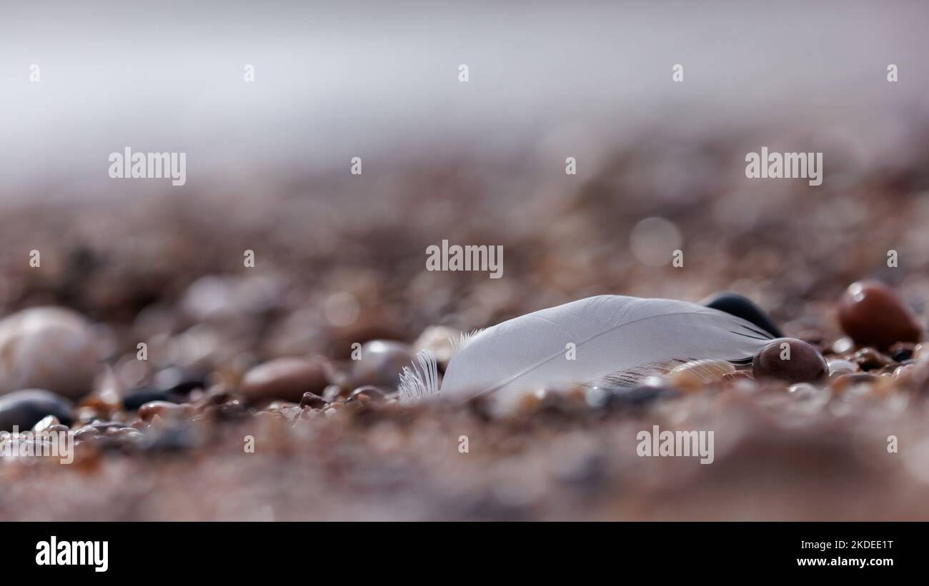 White feather on pebble beach with bokeh highlights in background Stock ...