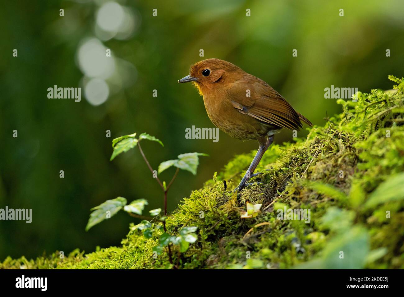 Deep brown species hi-res stock photography and images - Alamy
