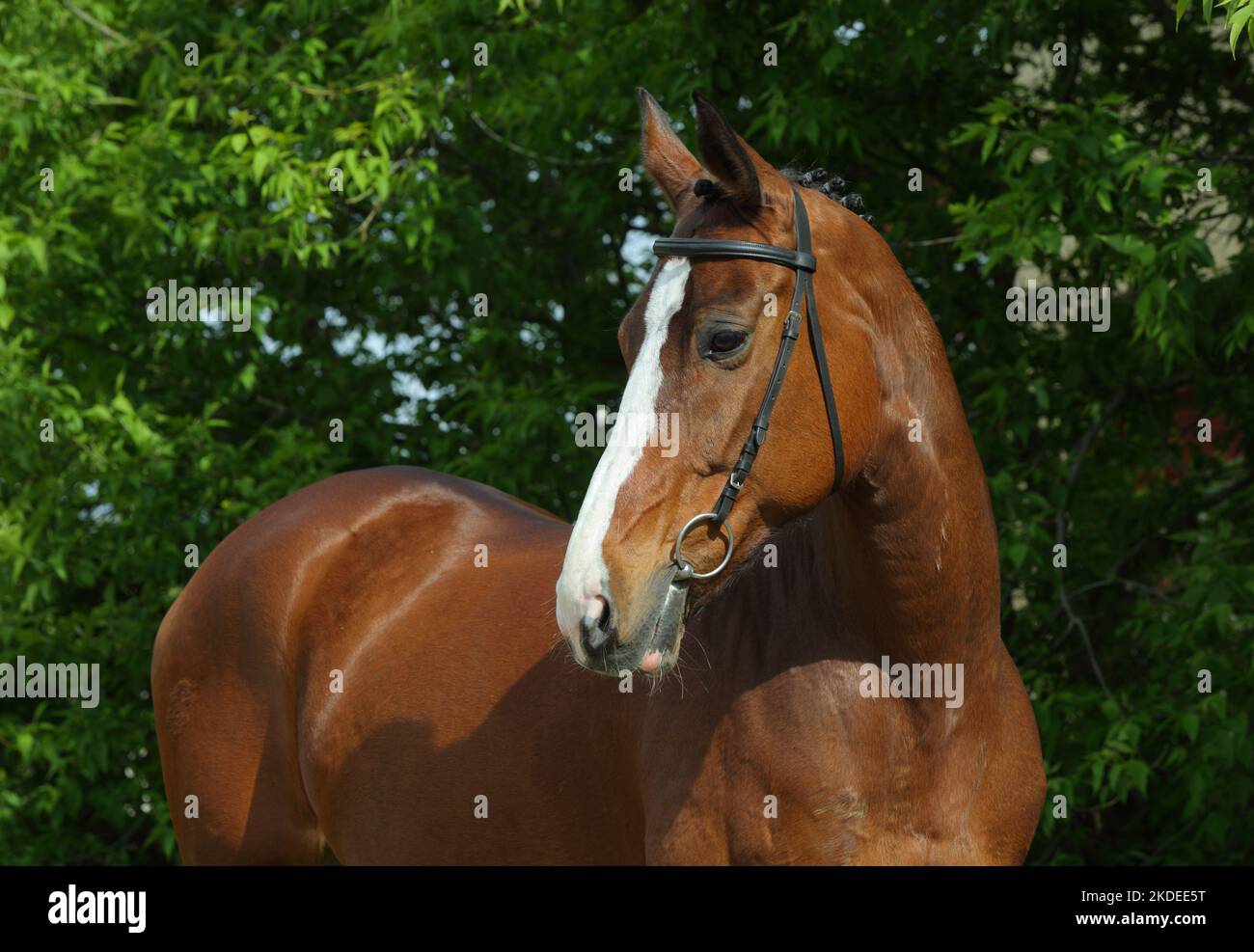 Thoroughbrd horse walks and rest in summer ranch paddock Stock Photo ...