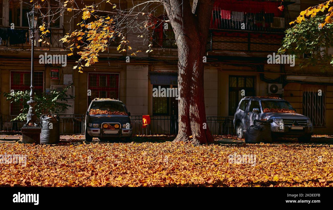 Autumn composition. Yellow, fallen tree leaves carpet the Odessa ...