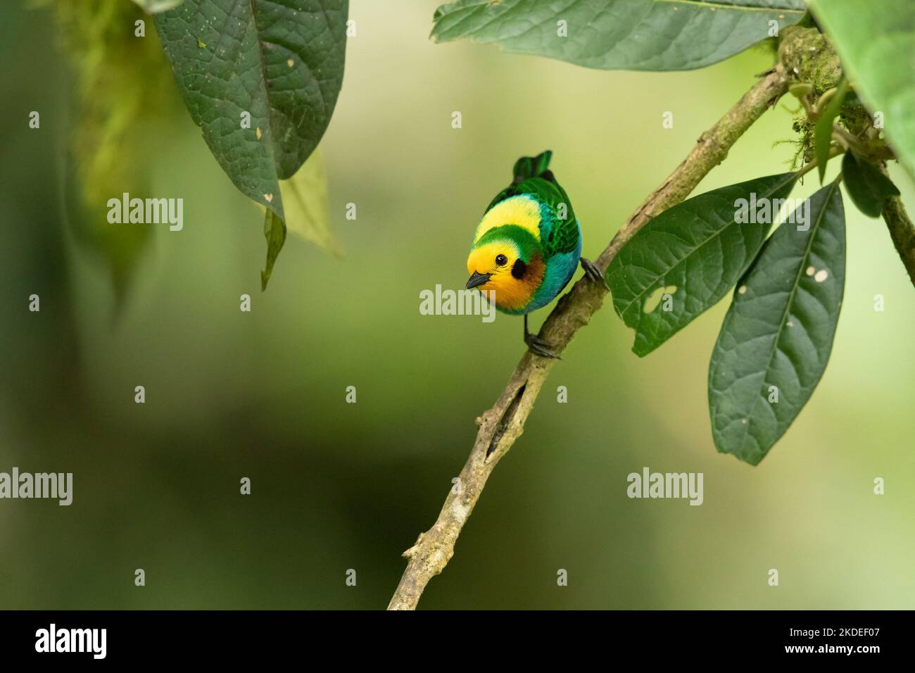 Multicolored tanager chlorochrysa nitidissima hi-res stock photography ...