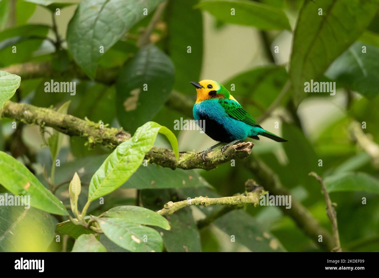 Chlorochrysa nitidissima hi-res stock photography and images - Alamy